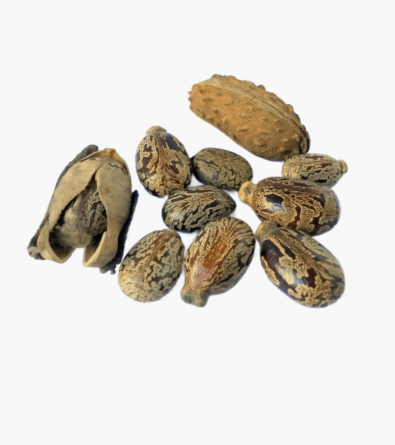 Castor Seeds - Maven Organic